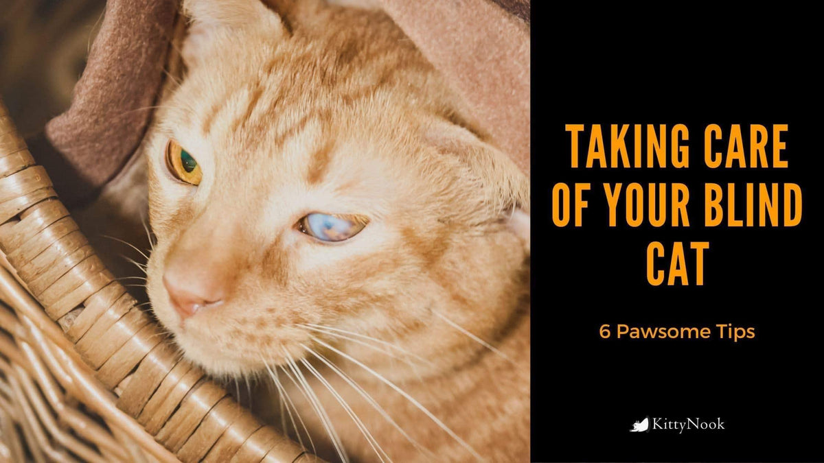 6 Tips for Taking Care of A Blind Cat – KittyNook Cat Company