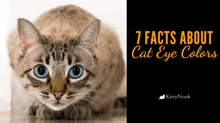 7 Amazing Facts About Cat Eye Colors - Best Cat Blog – KittyNook Cat Co.