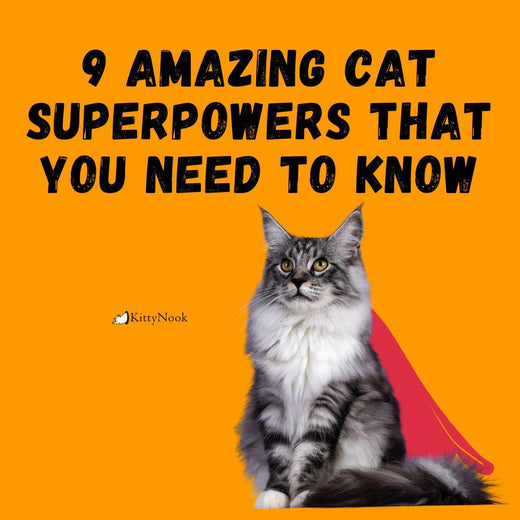 9 Amazing Cat Superpowers That You Need To Know – KittyNook Cat Co.