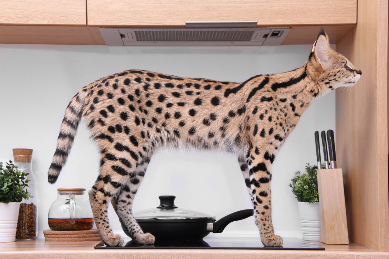 Ashera Cats: Everything You Need to Know About These Elite $125K Pets - Best Cat Blog ...