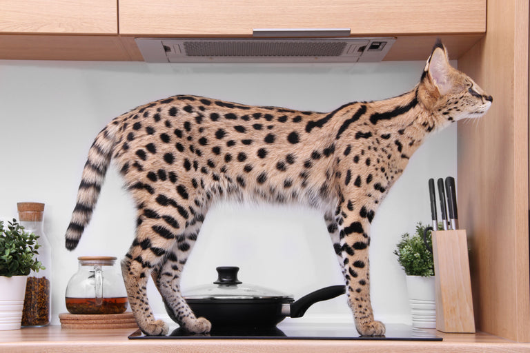 Ashera Cats: Everything You Need to Know About These Elite $125K Pets ...