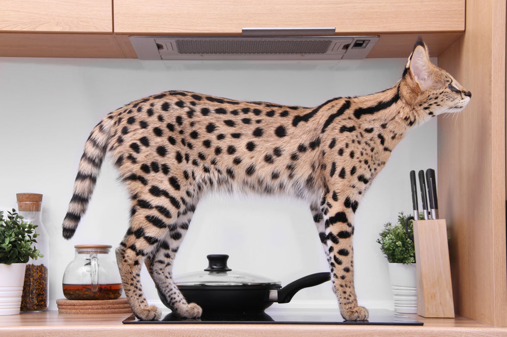 Ashera Cats: Everything You Need to Know About These Elite $125K Pets ...