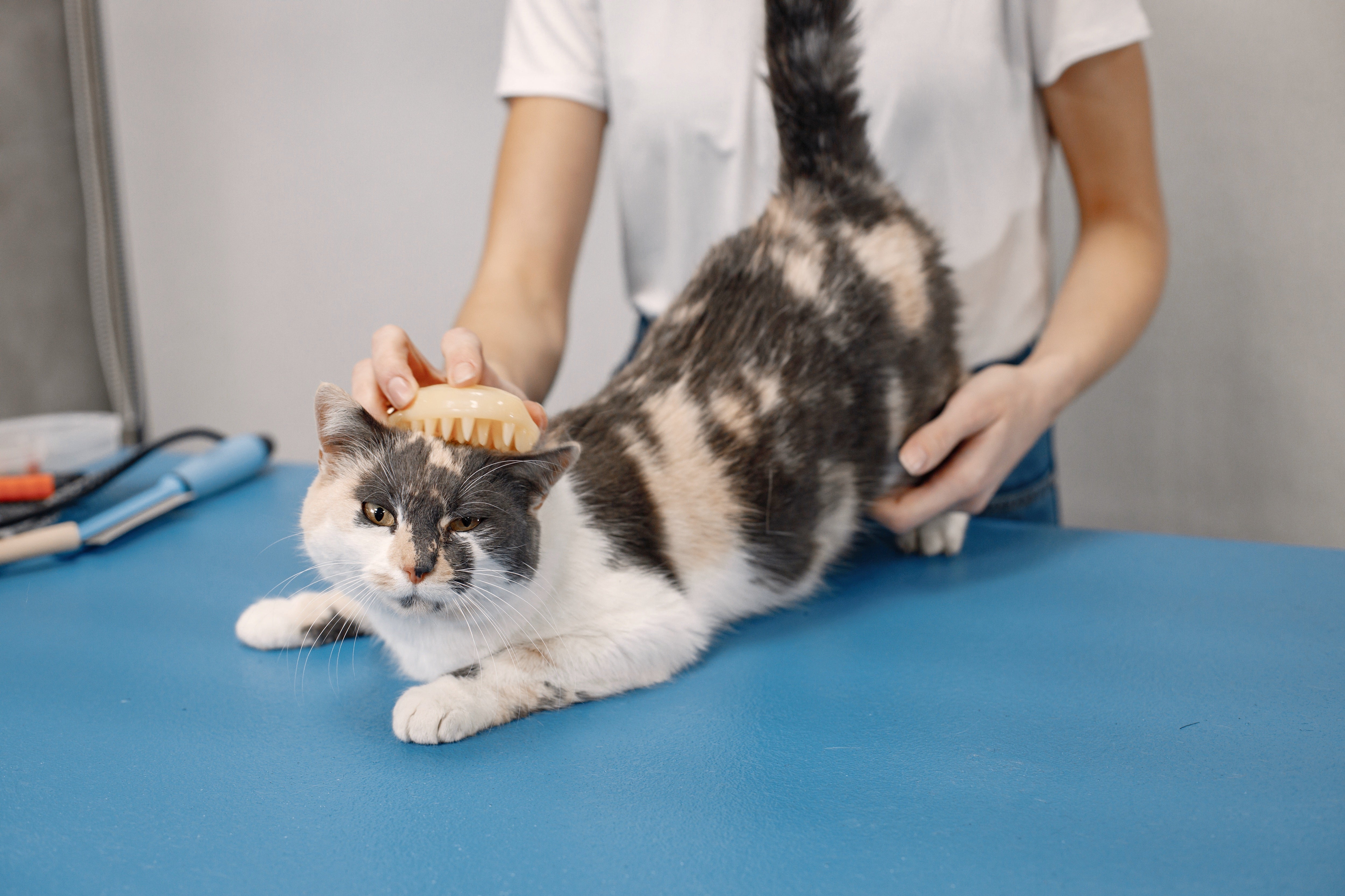 How to Groom a Cat That Hates Brushes: A Gentle, Step‑by‑Step Guide ...