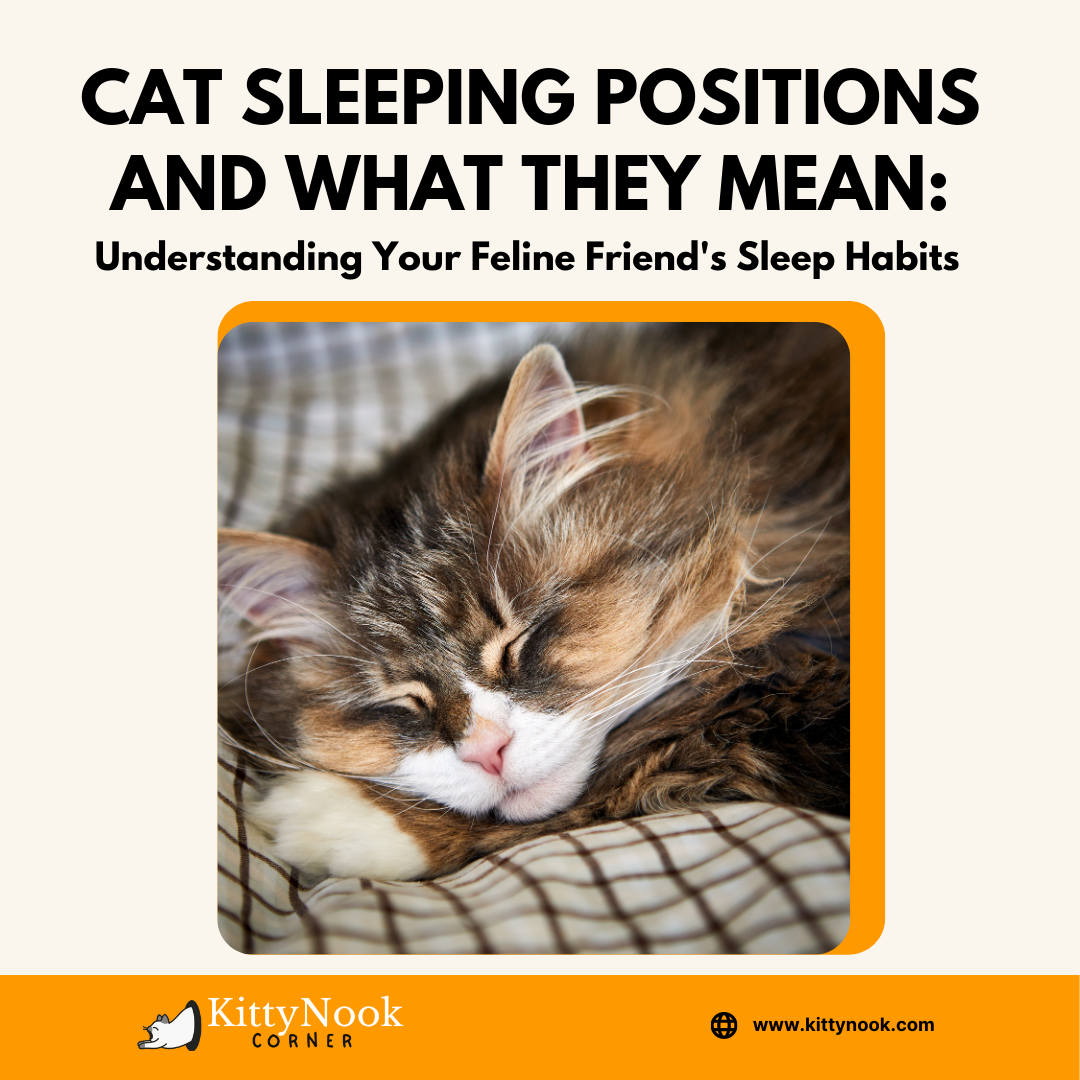 Cat Sleeping Positions and What They Mean: Understanding Your Feline ...