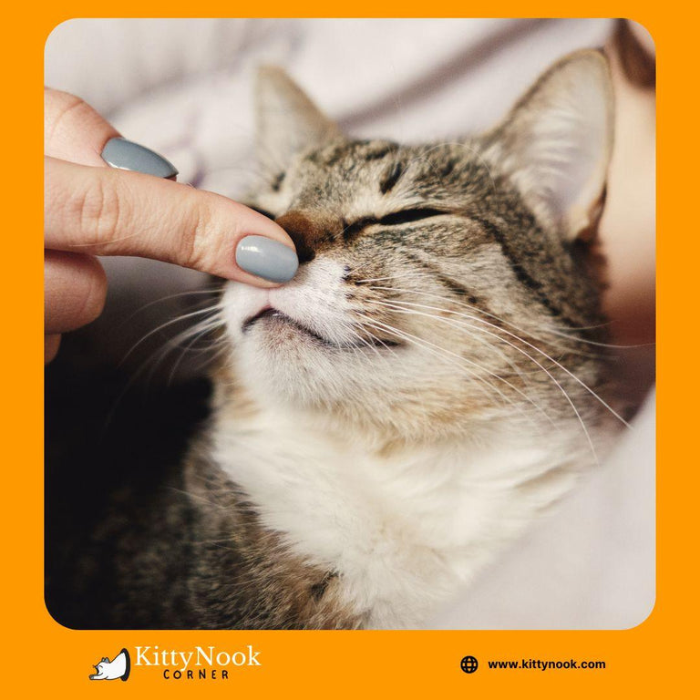 Cats and Seasonal Changes: Essential Tips for Keeping Your Cat Happy ...