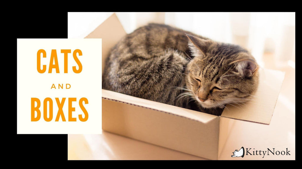Cats Love Boxes. Here's Why. - Best Cat Blog – KittyNook Cat Co.