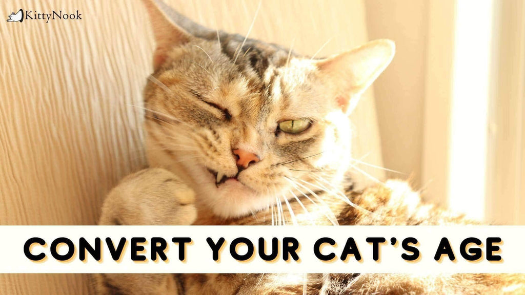 Convert Your Cat's Age to Human Years - Best Cat Blog – KittyNook Cat Co.