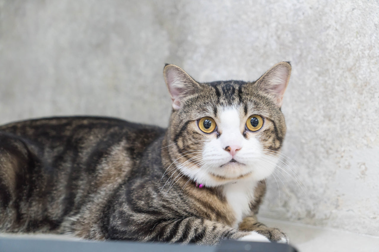 Bobtail Cat: A Comprehensive Guide to a Unique Feline Breed – KittyNook ...
