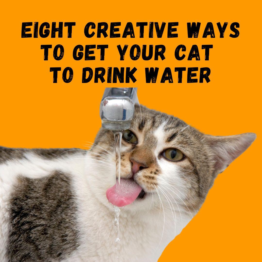 Eight Creative Ways to Get Your Cat to Drink Water - Best Cat Blog ...