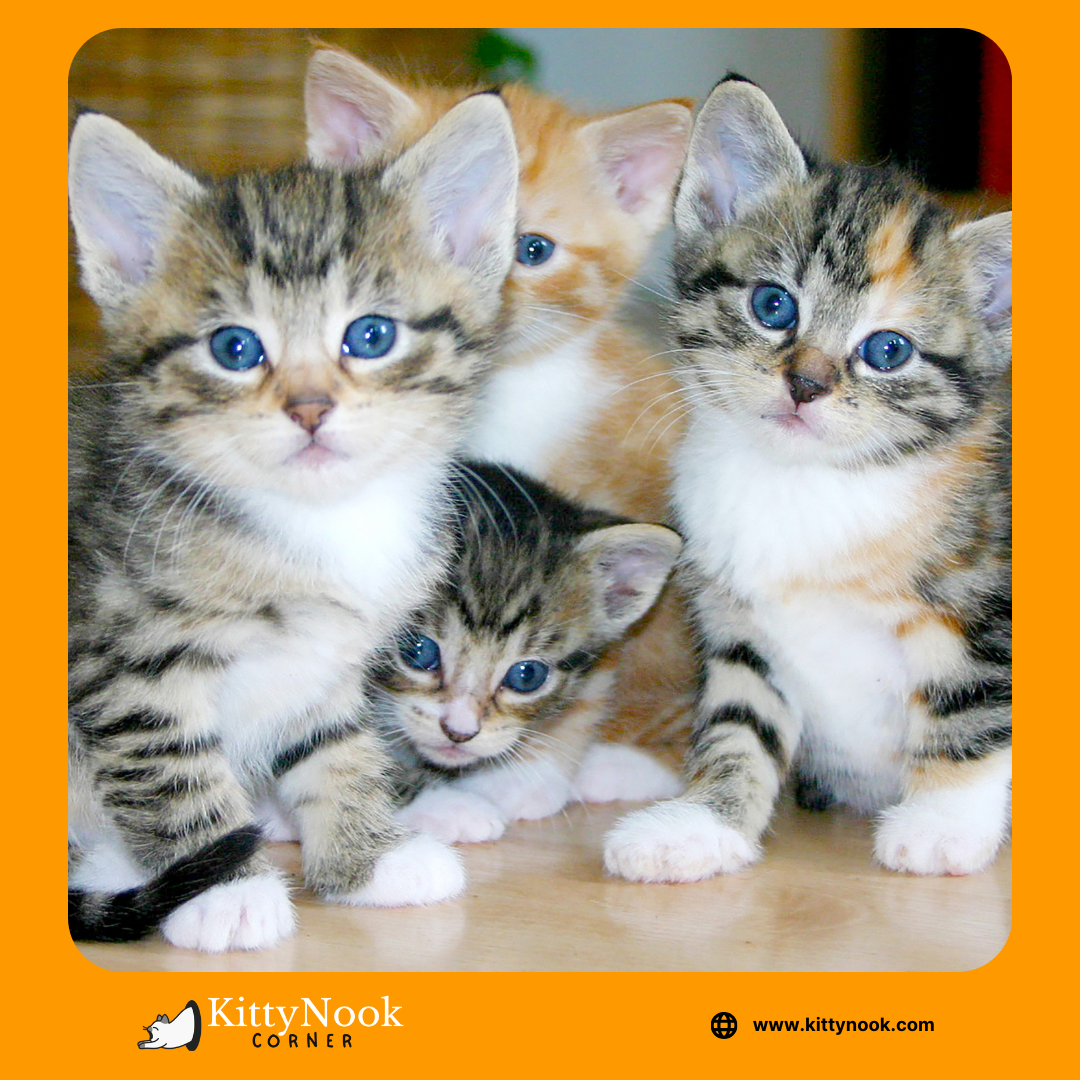 Fascinating Cat Facts That Will Leave You In Awe! - Best Cat Blog ...