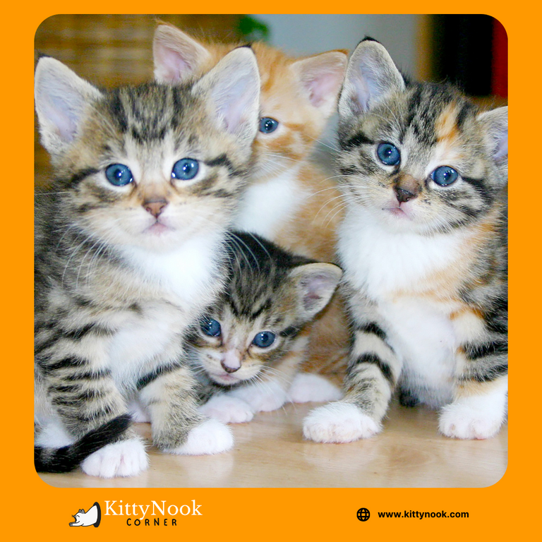 Fascinating Cat Facts That Will Leave You In Awe! - Best Cat Blog – KittyNook Cat Co.