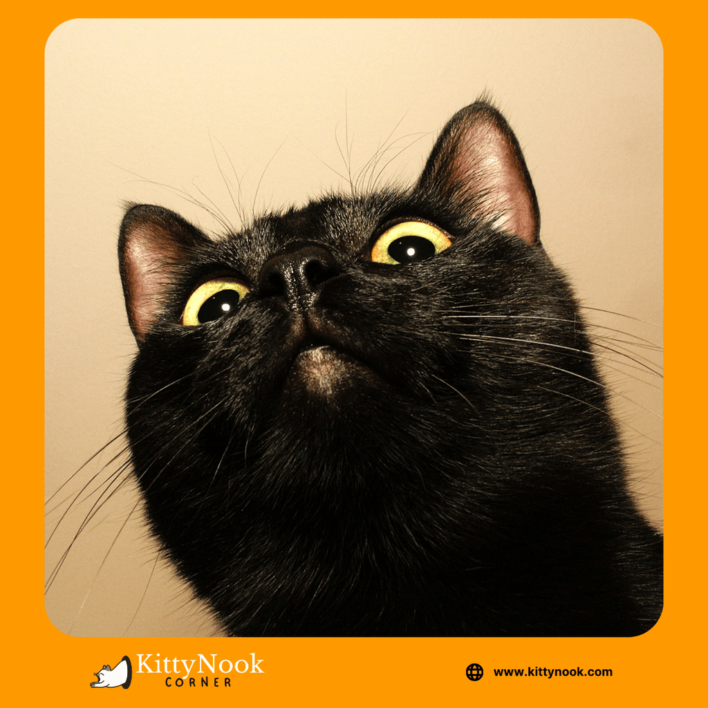 Feline Fright Fest: 30 Cats in Horror Movies That Will Give You Chills ...