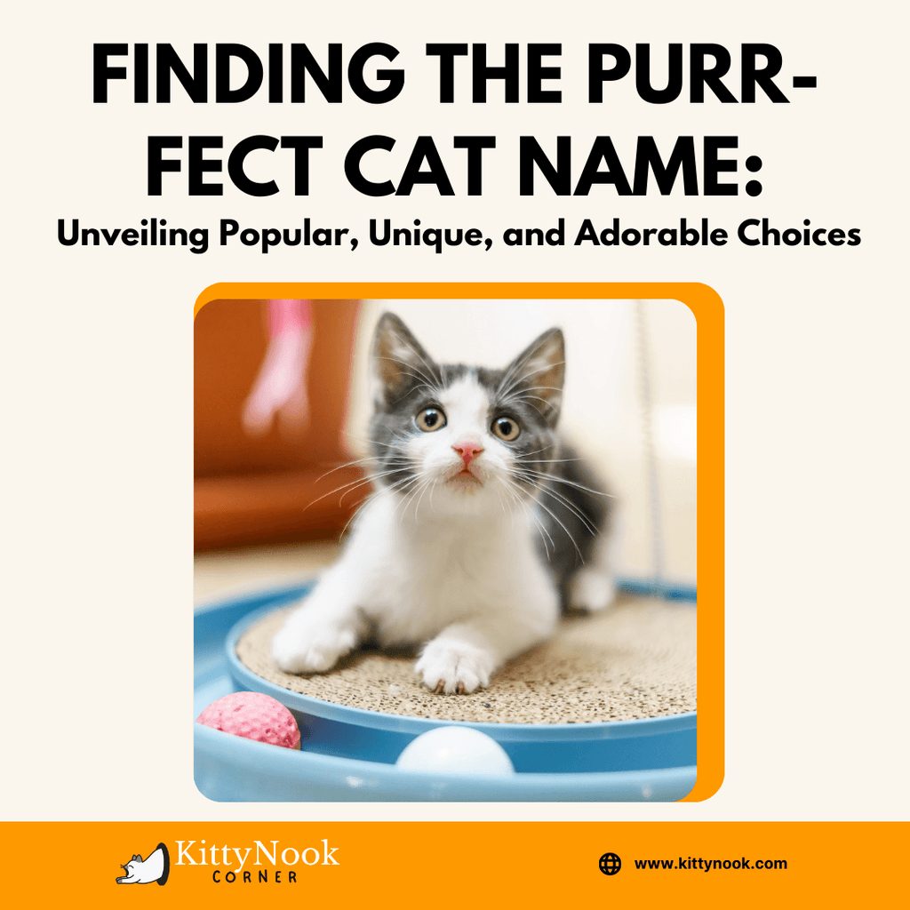 Finding the Purr-fect Cat Name: Unveiling Popular, Unique, and Adorable ...