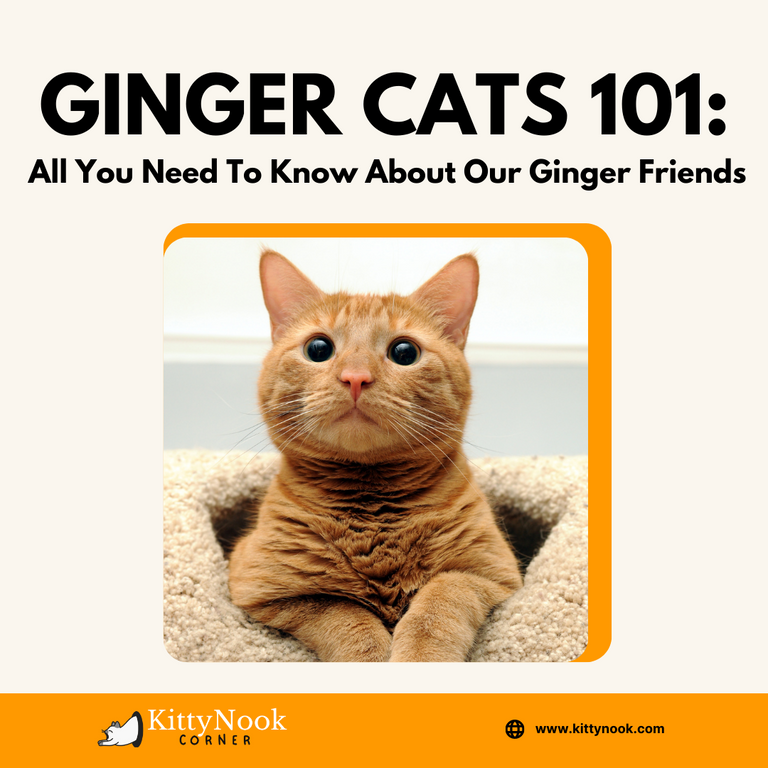 Ginger Cats 101: All You Need To Know About Our Ginger Friends - Best ...