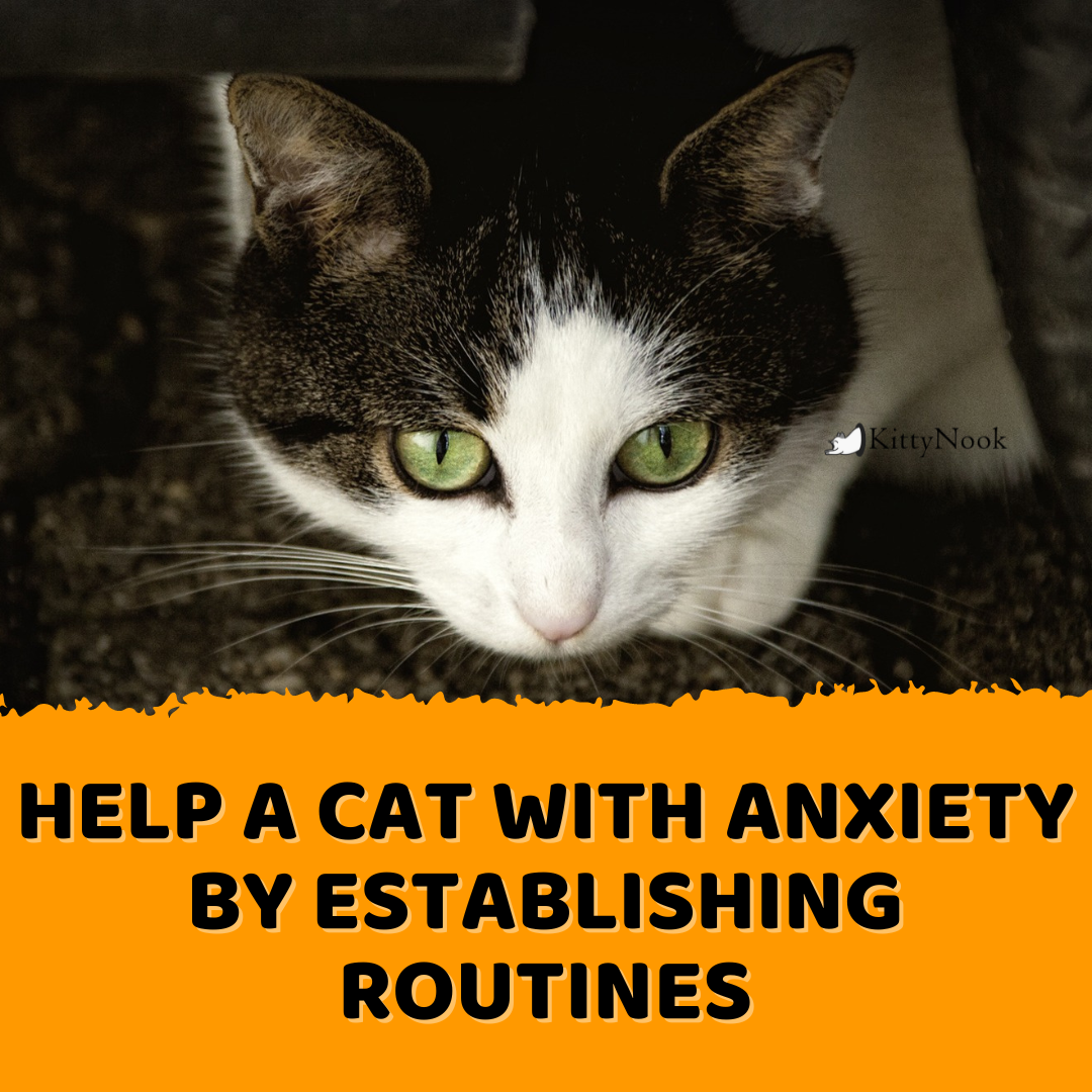 Help A Cat With Anxiety By Establishing Routines - Best Cat Blog ...