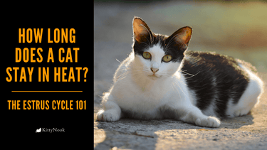 How Long Does a Cat Stay in Heat? | The Estrus Cycle 101 – KittyNook ...
