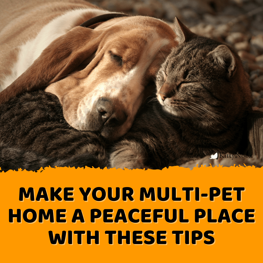 Make Your Multi-Pet Home a Peaceful Place with These Tips - Best Cat ...