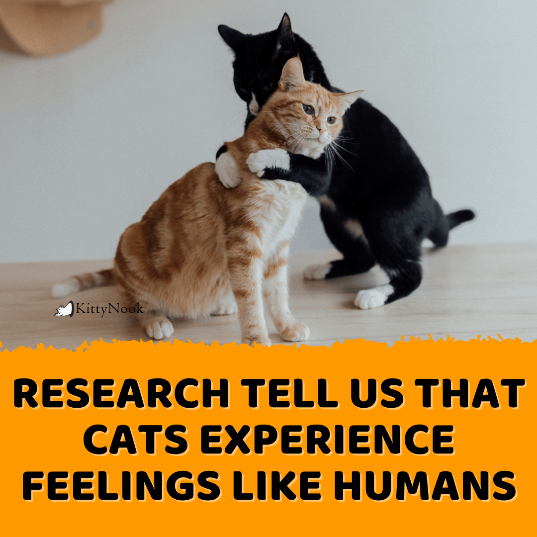 Research Tell Us that Cats Experience Feelings Like Humans - Best Cat ...