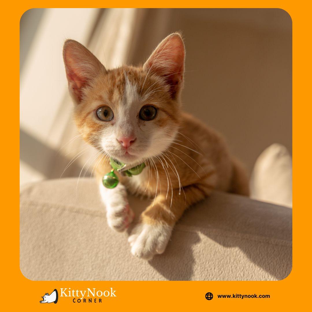 The Importance of Creating a Daily Routine for Your Cat - Best Cat Blog ...