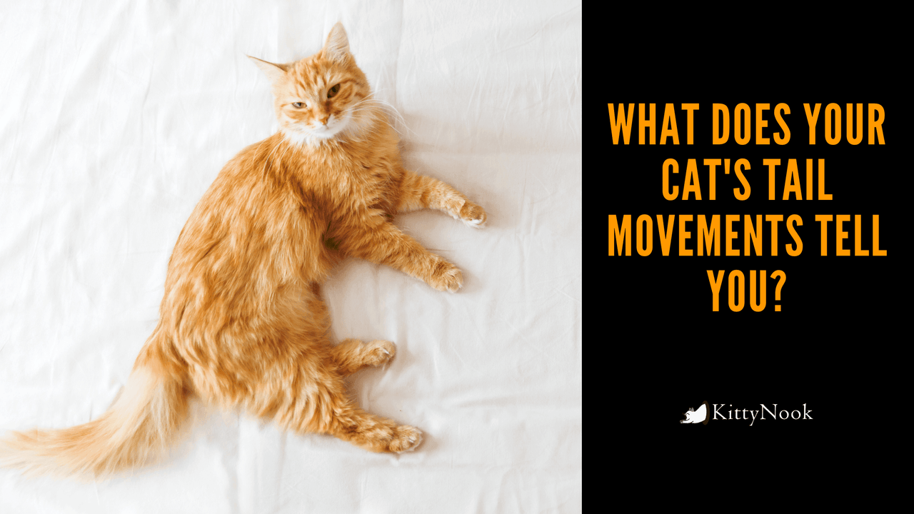 What Does Your Cat's Tail Movements Tell You? - Best Cat Blog ...